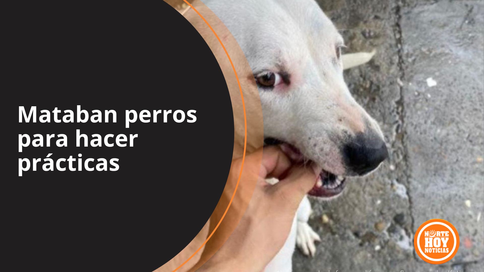 Veterinario y auxiliar mataban perritos de la calle para hacer ...