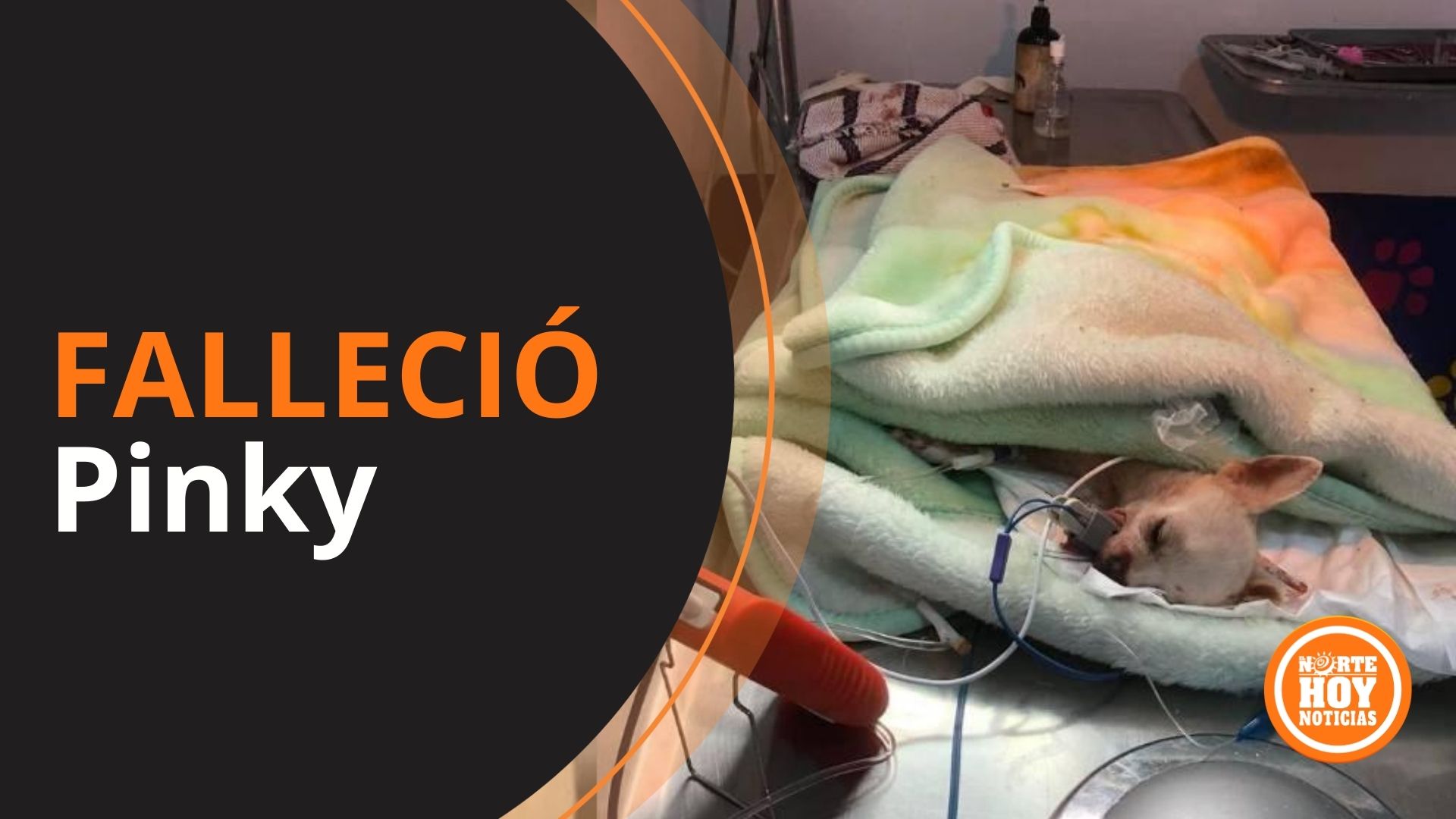 Fallece Pinky, el perro chihuahua héroe que defendió su hogar de un ...