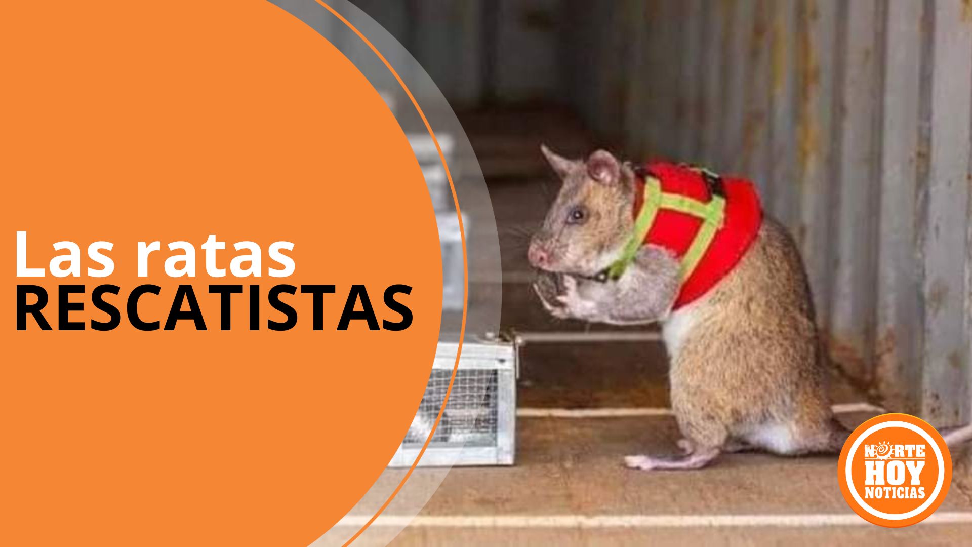 Ratas amaestradas ayudan a encontrar personas en Turquía - El Norte Hoy