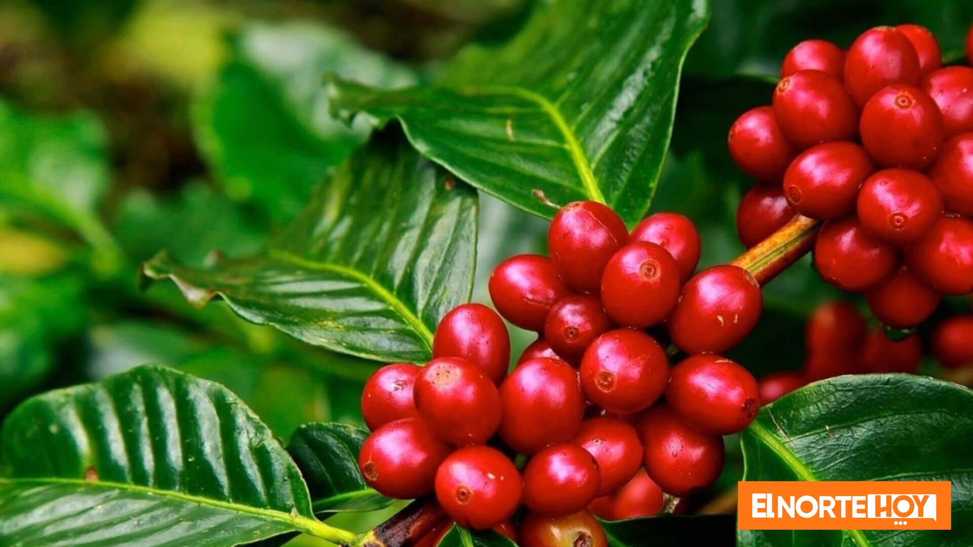 Lluvias intensas dañan cafetales en Risaralda - El Norte Hoy